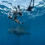 Whale watching in Moorea  Half-day private tour - An In-Depth Look at Moorea’s Private Whale-Watching Tour