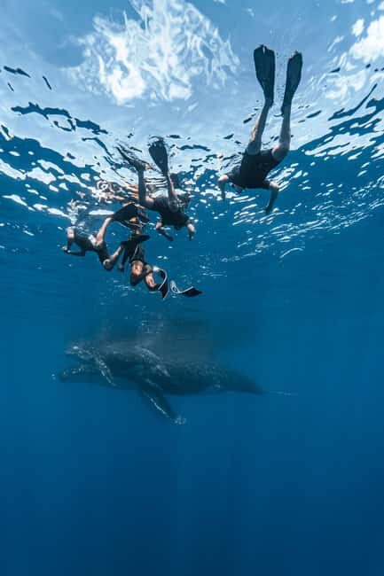 Whale watching in Moorea  Half-day private tour - An In-Depth Look at Moorea’s Private Whale-Watching Tour