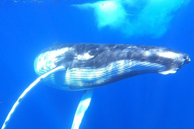 Whale watching in Moorea - The Reviews Speak Volumes