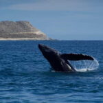 Whale Watching in San Jose del Cabo - What to Expect on the Tour
