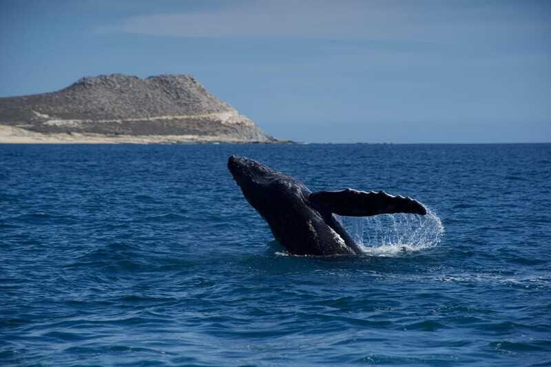 Whale Watching in San Jose del Cabo - What to Expect on the Tour