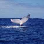 Whale watching in the calm of the peninsula with Ttahi tours - Analyzing the Value: Why This Tour Stands Out