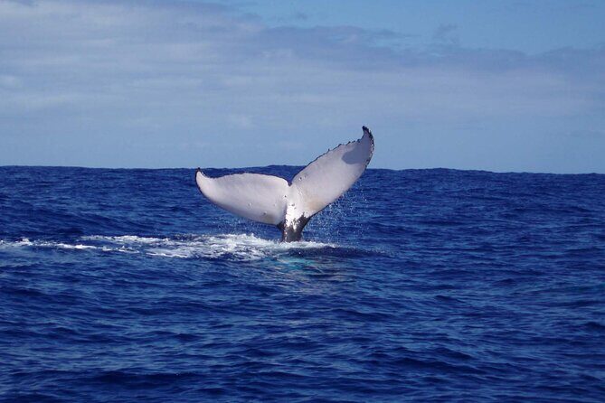 Whale watching in the calm of the peninsula with Ttahi tours - Analyzing the Value: Why This Tour Stands Out