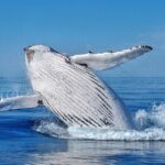 Whale Watching Moorea (non-swimming) - The Lagoon Option—Snorkeling with Sharks and Rays