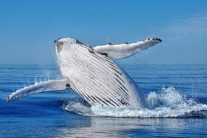 Whale Watching Moorea (non-swimming) - The Lagoon Option—Snorkeling with Sharks and Rays