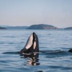 Whale Watching Nanaimo Open Boat Tour - Who Is This Tour Best For?