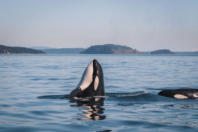 Whale Watching Nanaimo Open Boat Tour - Who Is This Tour Best For?
