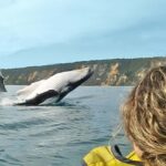Whale Watching Ocean Kayak + Great Beach Drive Adventure - The Experience In Detail