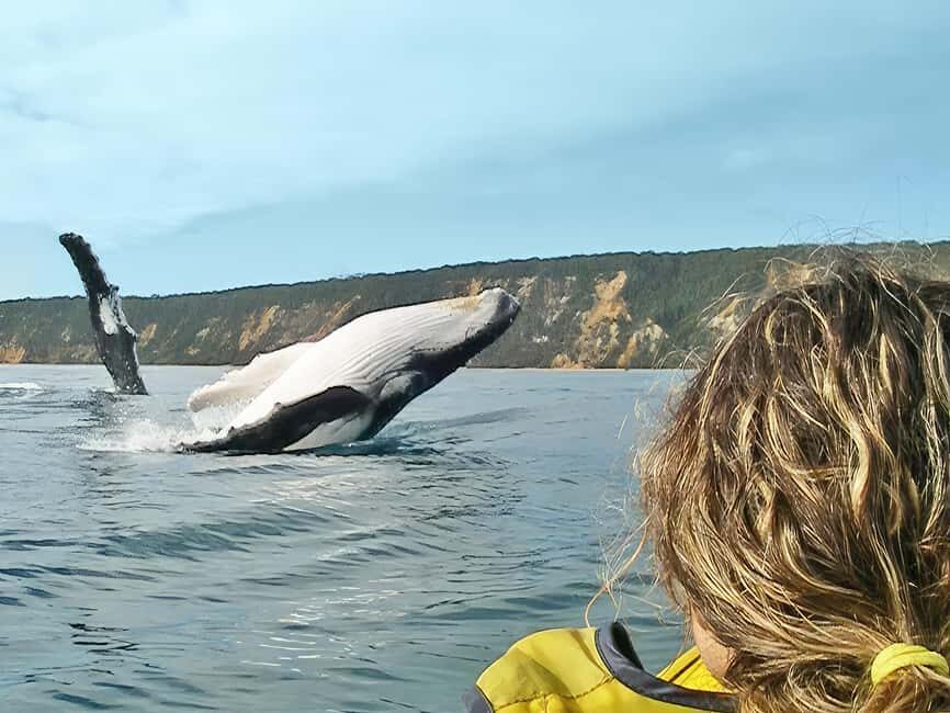 Whale Watching Ocean Kayak + Great Beach Drive Adventure - The Experience In Detail