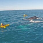 Whale Watching Ocean Kayak Tour - What Sets This Tour Apart?