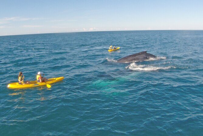 Whale Watching Ocean Kayak Tour - What Sets This Tour Apart?