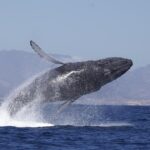 Whale Watching on 2 Level Big Boat with Breakfast and Drinks INCLUDED - Who Would Enjoy This Tour?