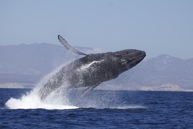 Whale Watching on 2 Level Big Boat with Breakfast and Drinks INCLUDED - Who Would Enjoy This Tour?