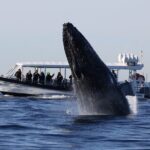 Whale Watching on Speed Boat with canopy from Sydney Harbour - Who Will Love This Tour?