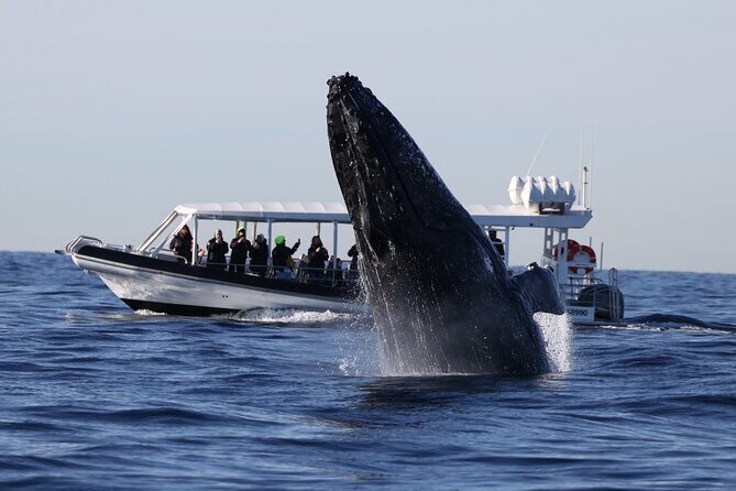 Whale Watching on Speed Boat with canopy from Sydney Harbour - Who Will Love This Tour?