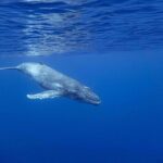 Whale watching on the preserved and quiet coast of Paea (Pk26) - What to Expect on the Tour