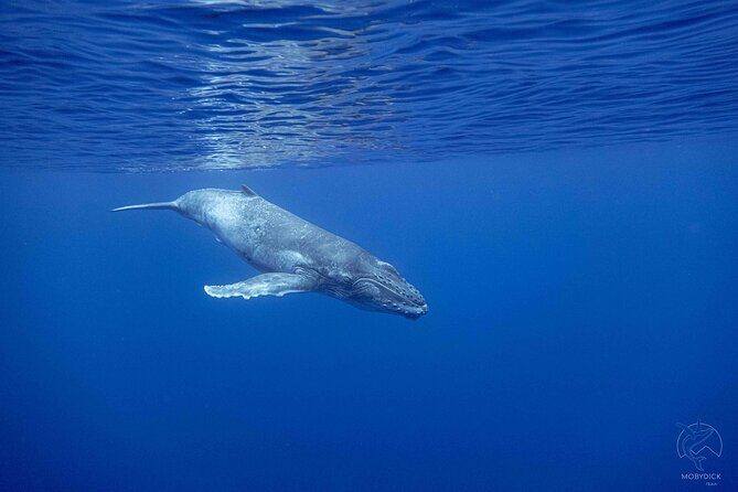 Whale watching on the preserved and quiet coast of Paea (Pk26) - What to Expect on the Tour