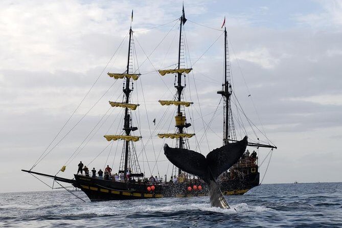 Whale-Watching Pirate Ship Cruise in Los Cabos - The Value for Money