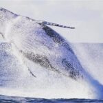 Whale Watching Sailing Experience in Sydney - Why This Tour Stands Out