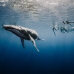 Whale Watching Shared Half Day - FAQs