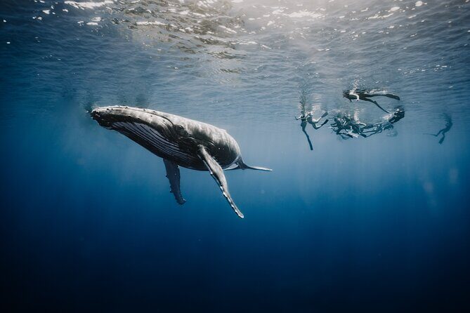 Whale Watching Shared Half Day - FAQs