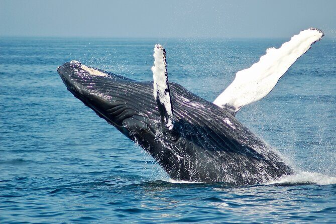 Whale Watching Snorkel Combo - A Detailed Look at the Itinerary and What to Expect