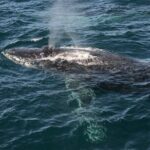 Whale Watching Sydney - The Realities: Pros and Cons from Traveler Feedback