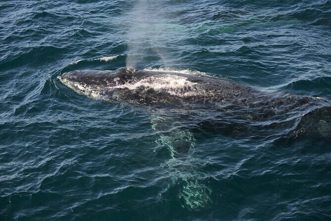 Whale Watching Sydney - The Realities: Pros and Cons from Traveler Feedback