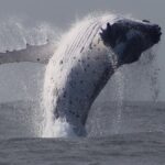 Whale Watching Terrigal - What Makes This Tour Stand Out