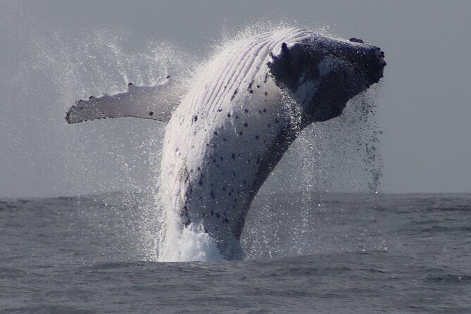 Whale Watching Terrigal - What Makes This Tour Stand Out