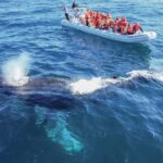 Whale Watching, The Famous Arch and Fast Boat Tour in Los Cabos - What You Can Expect During Your Tour
