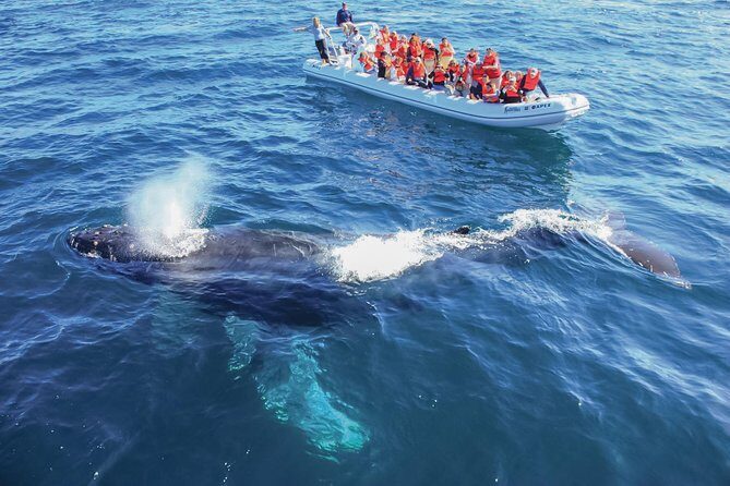 Whale Watching, The Famous Arch and Fast Boat Tour in Los Cabos - What You Can Expect During Your Tour