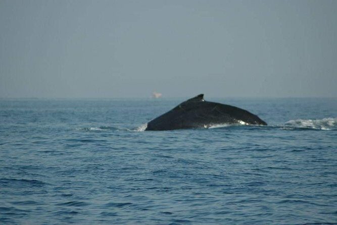 Whale watching tour - Detailed Itinerary Breakdown