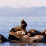 Whale-Watching Tour from Vancouver - Pricing and Value