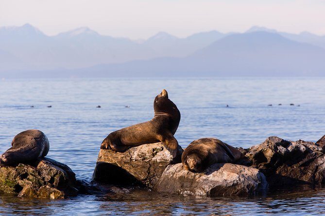Whale-Watching Tour from Vancouver - Pricing and Value
