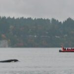 Whale Watching Tour in a Zodiac Boat in Victoria - Who Should Consider This Tour?