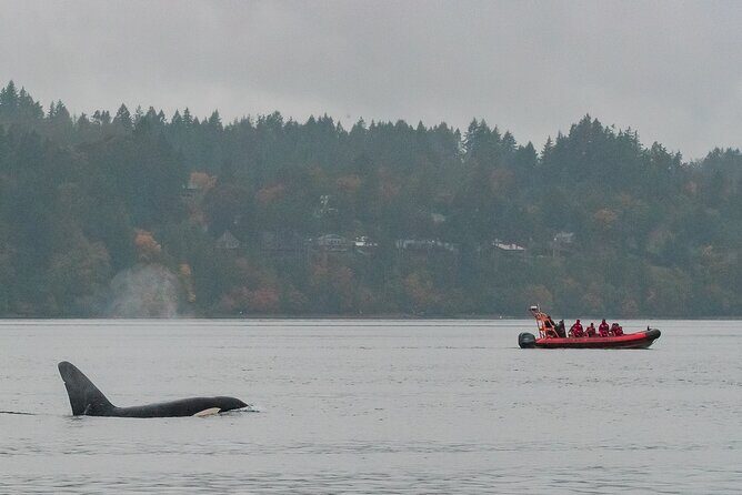 Whale Watching Tour in a Zodiac Boat in Victoria - Who Should Consider This Tour?