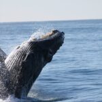 Whale Watching Tour in Los Cabos - The Itinerary: What You’ll See and Do