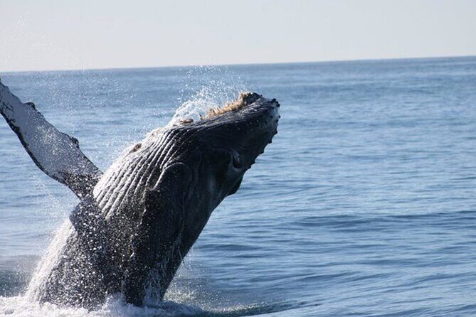 Whale Watching Tour in Los Cabos - The Itinerary: What You’ll See and Do