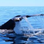 Whale Watching Tour -Incl FREE photos - The Vibe on the Boat
