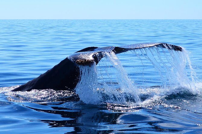 Whale Watching Tour -Incl FREE photos - The Vibe on the Boat