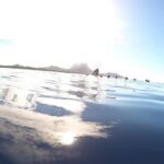 Whale Watching Tours in Bora Bora - The Itinerary: What’s Included and What You Can Expect