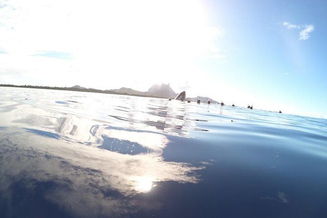 Whale Watching Tours in Bora Bora - The Itinerary: What’s Included and What You Can Expect