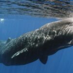 Whales and Dolphins Watching Mirissa - An In-Depth Look at the Itinerary and What to Expect
