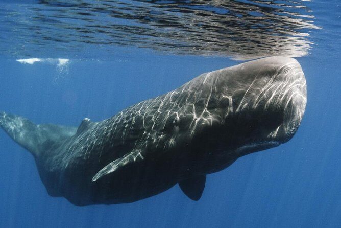 Whales and Dolphins Watching Mirissa - An In-Depth Look at the Itinerary and What to Expect