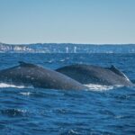 Whales of Sydney Sea Safari - What to Keep in Mind