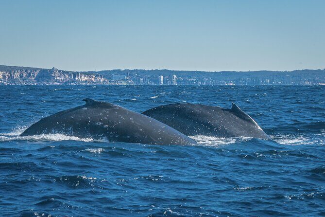 Whales of Sydney Sea Safari - What to Keep in Mind