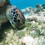 Whaleshark & Sumilon Is and Moalboal Sardines & Turtle Tour - FAQ