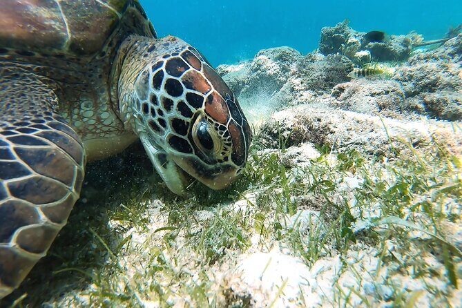Whaleshark & Sumilon Is and Moalboal Sardines & Turtle Tour - FAQ