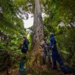 Whirinaki Forest Footsteps Guided Walking tour - Evaluating the Value